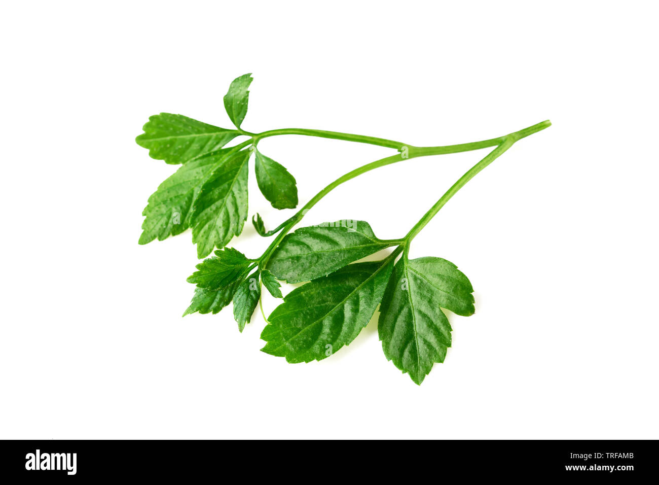 Miracle grass green leaf Cut Out Stock Images & Pictures - Alamy