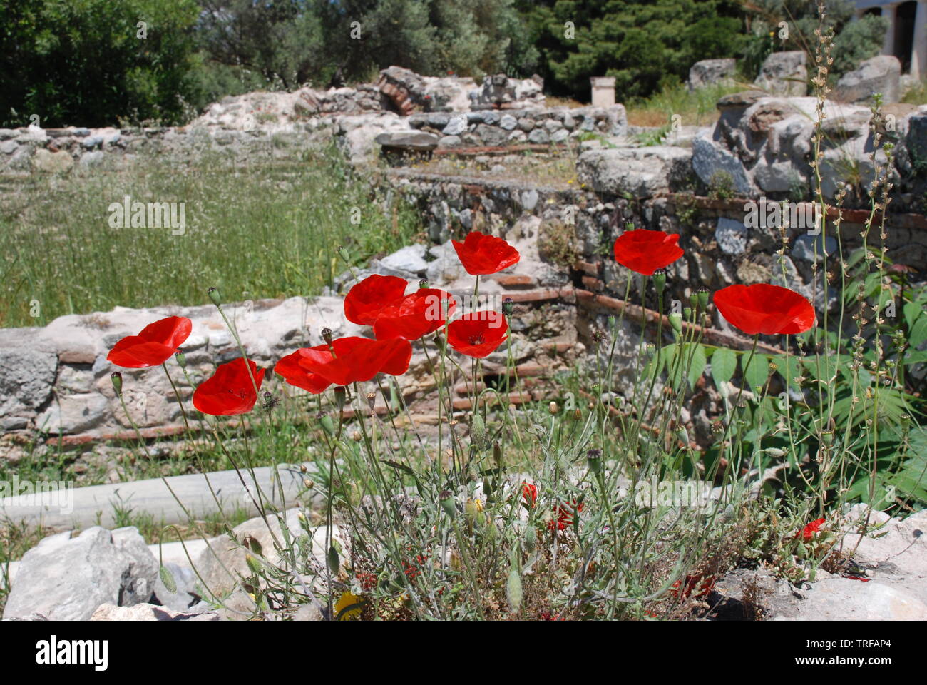Athens Parthenon Flowers High Resolution Stock Photography and Images ...