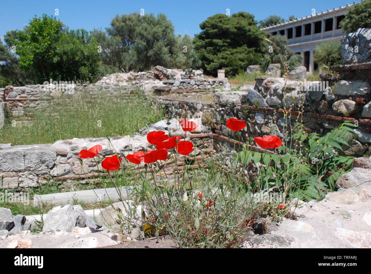 Wildflowers at the Ancient Athenian Agora in Athens, Greece Stock Photo ...