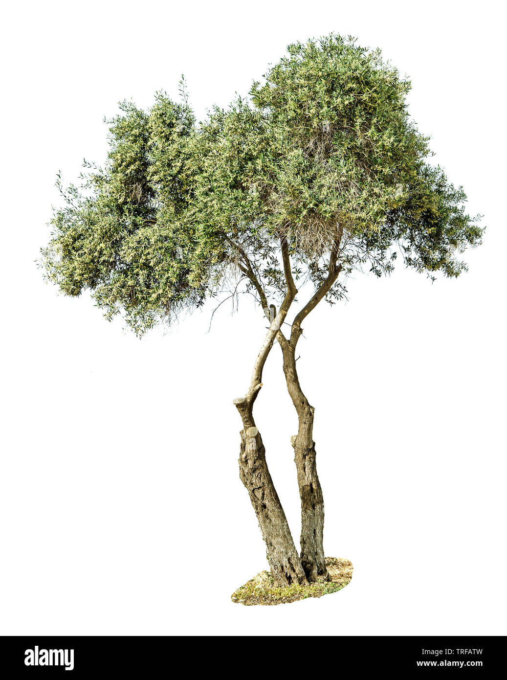 Ornamental olive tree Cut Out Stock Images & Pictures - Alamy