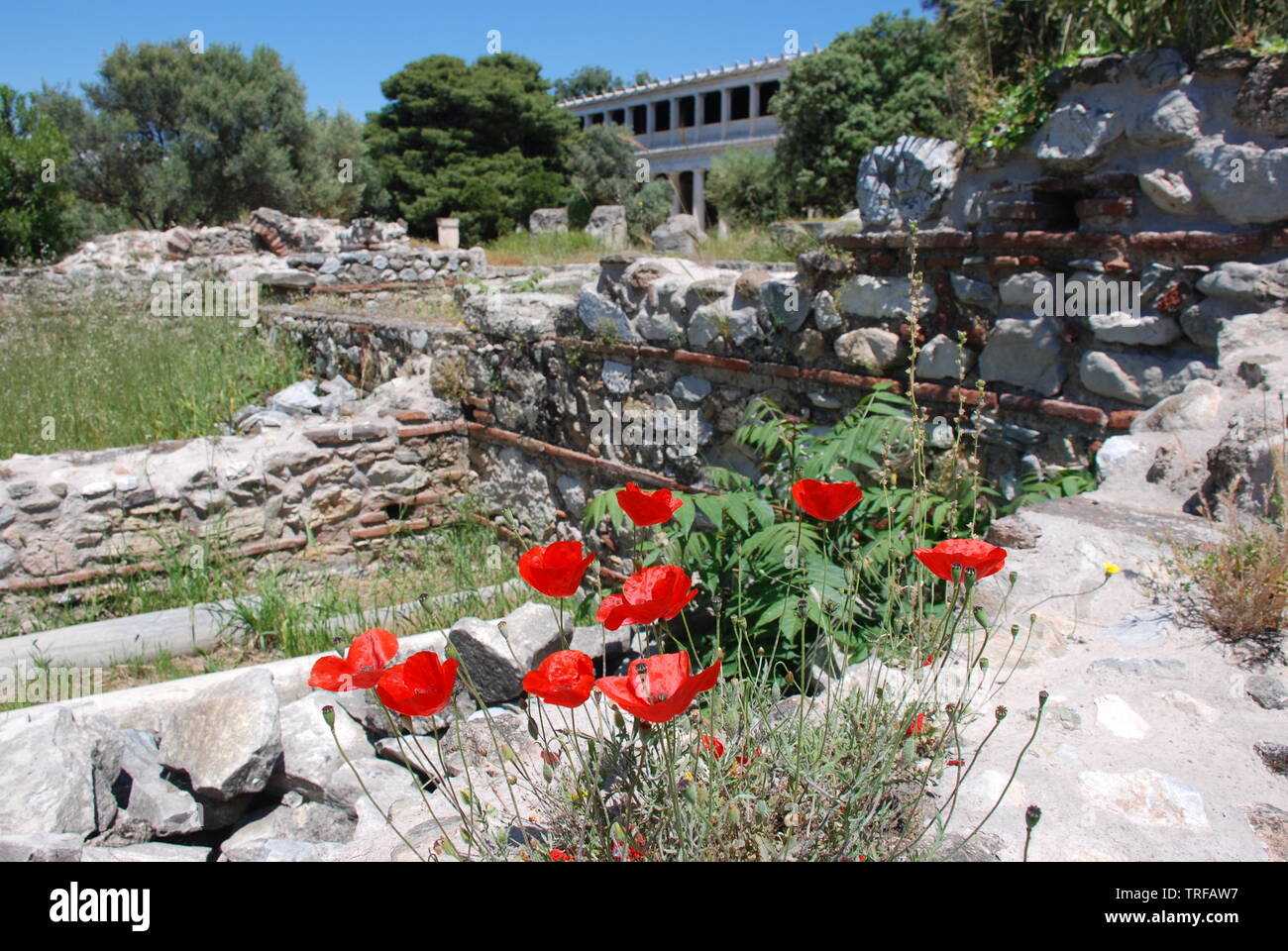 Wildflowers at the Ancient Athenian Agora in Athens, Greece Stock Photo ...