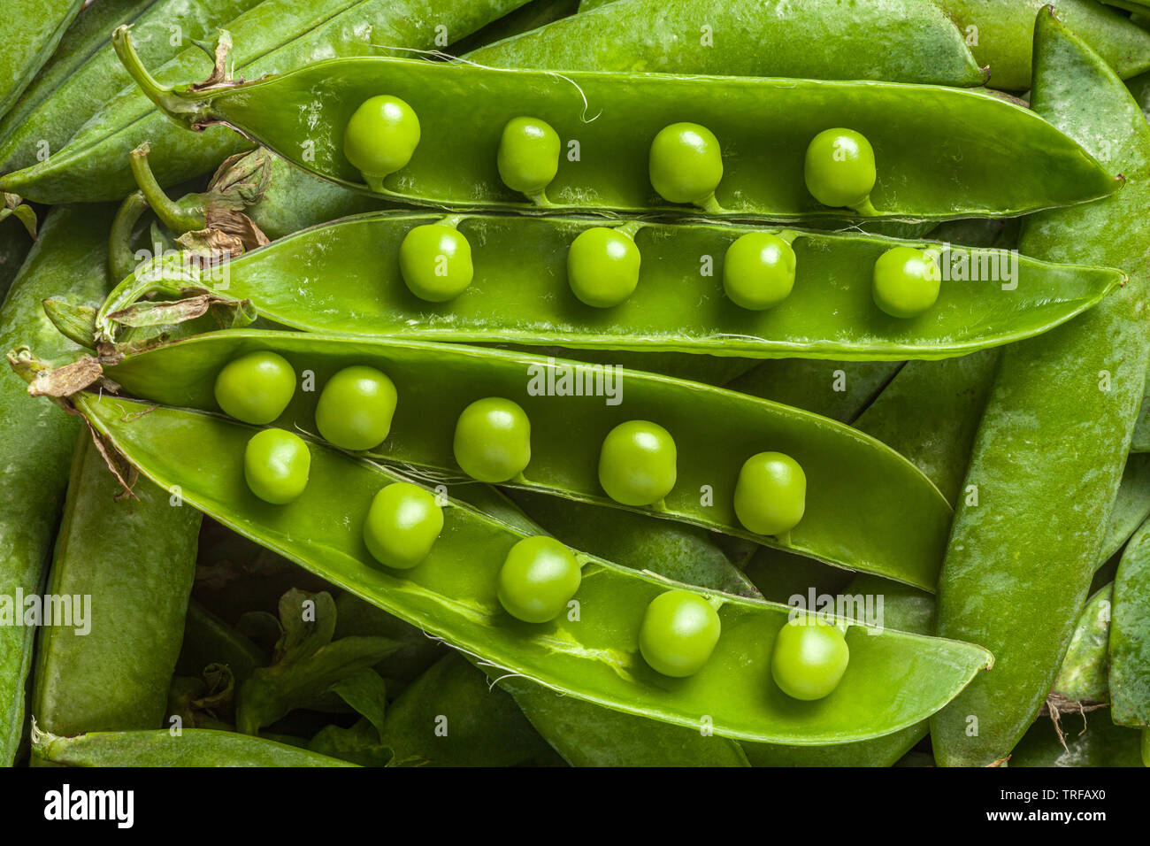 harvesting of fresh pea pods with two open Stock Photo - Alamy