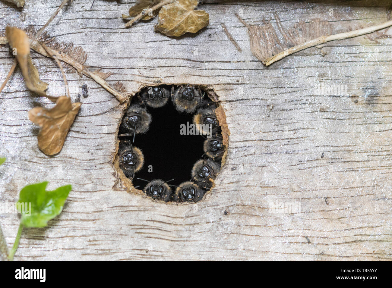 Guard bees hi-res stock photography and images - Alamy
