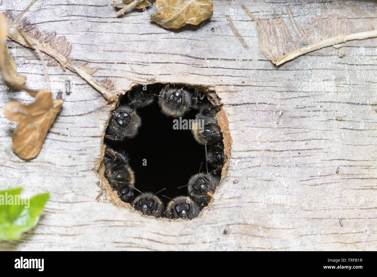 Guard bees or hive guard, at the entrance to a bird box, England, UK ...