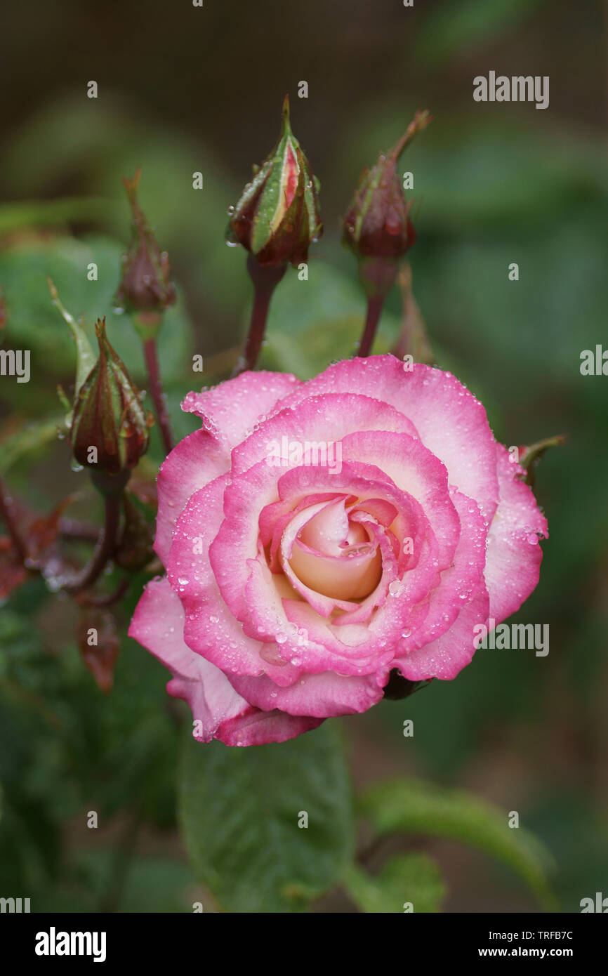 Handel rose hi-res stock photography and images - Alamy