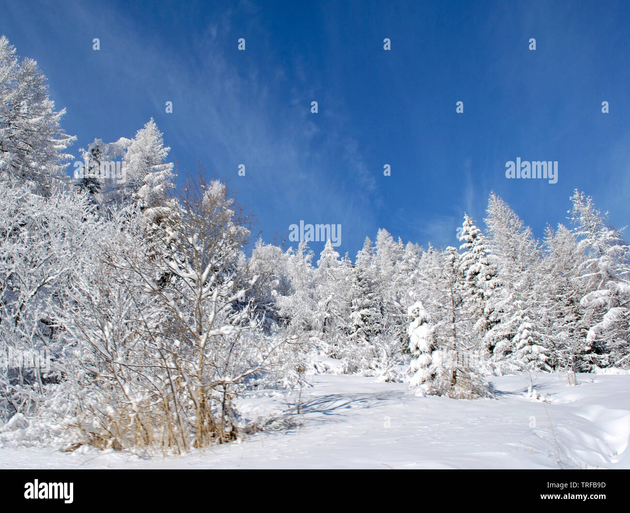 Snow Landscape in Chamonix, France Stock Photo - Alamy