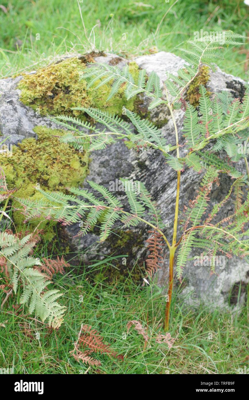 Bracken Plant by a Mossy Limestone Boulder among Grass. Intimate ...