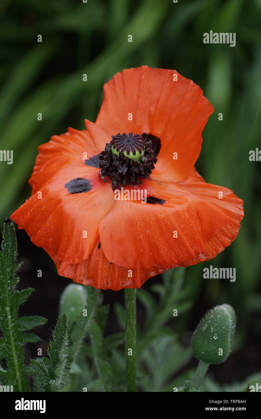 Papaver orientale allegro hi-res stock photography and images - Alamy