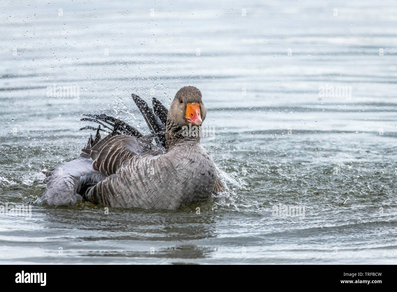 Greylag Goose washing bath in pond Stock Photo - Alamy