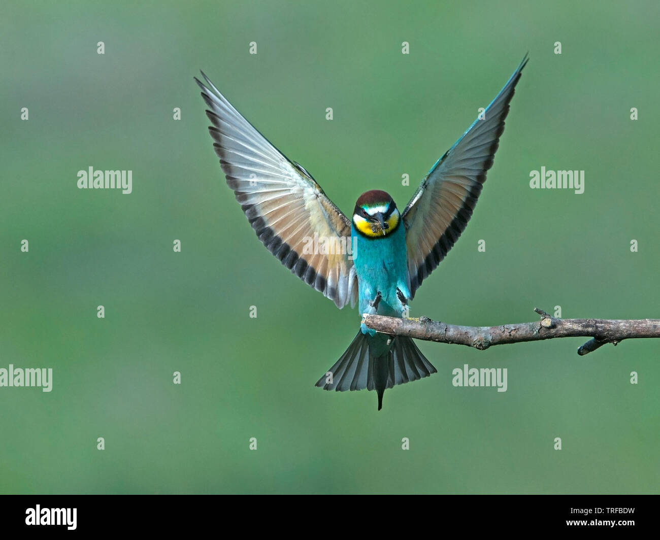Adult European bee-eater with insect in beak landing Stock Photo - Alamy