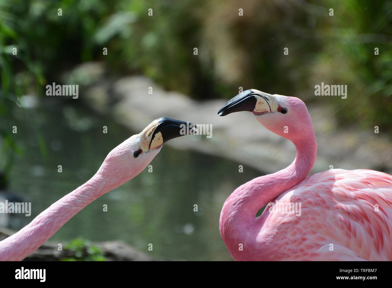 Slimbridge flamingos hi-res stock photography and images - Alamy