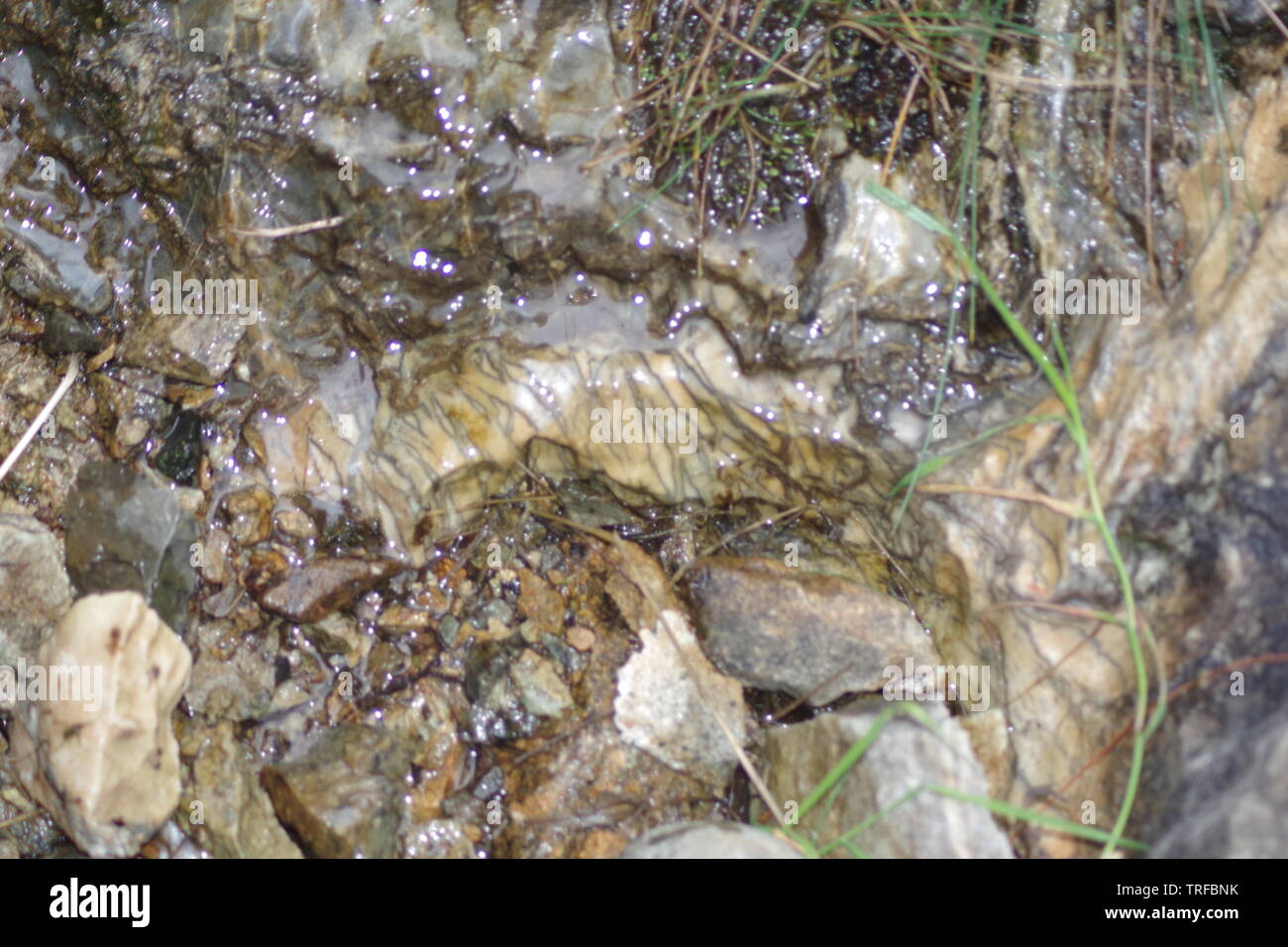 White Marble by a Spring. Contact Metamorphic Rock. Loch Slapin, Isle ...