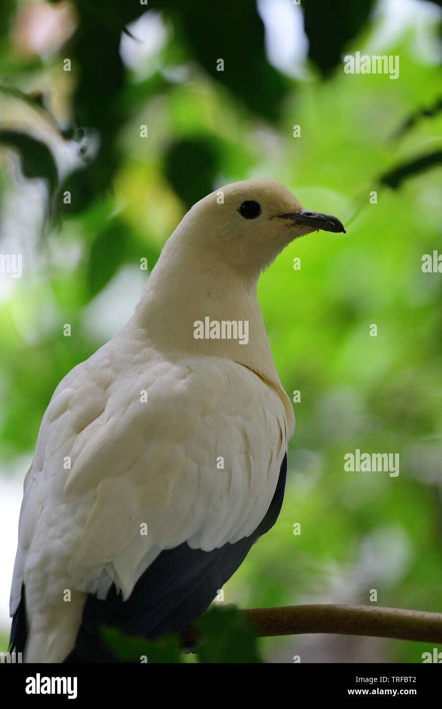Portrait of a pied imperial pigeon (ducula bicolor) perching in a tree ...