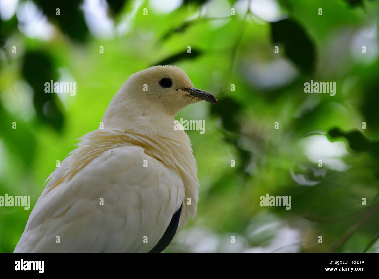Portrait of a pied imperial pigeon (ducula bicolor) perching in a tree ...