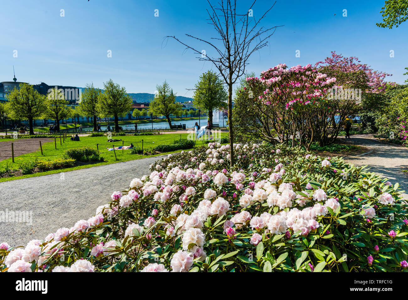 Bergen in spring hi-res stock photography and images - Alamy