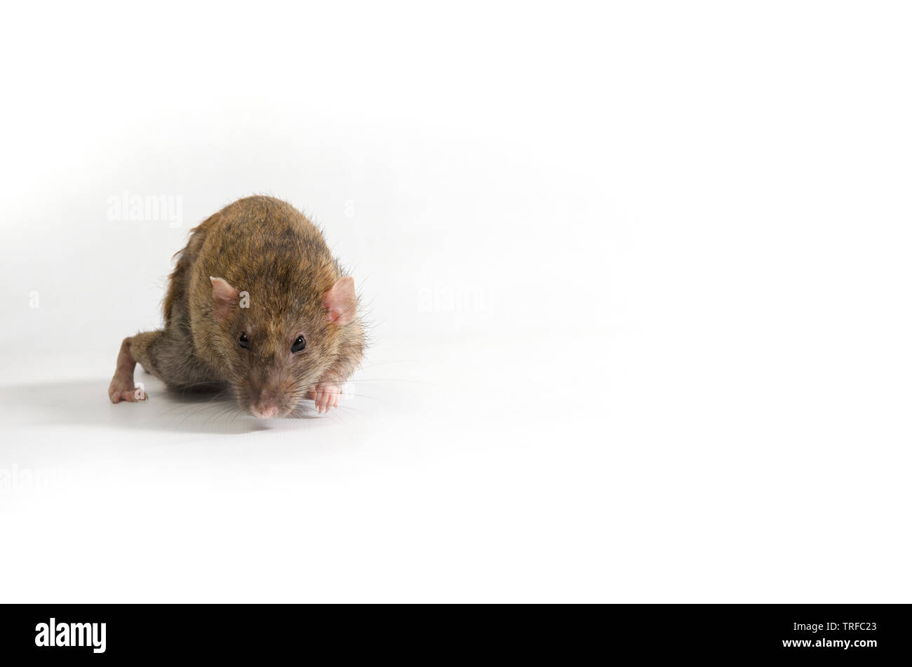 Old decorative rat on a white background Stock Photo - Alamy