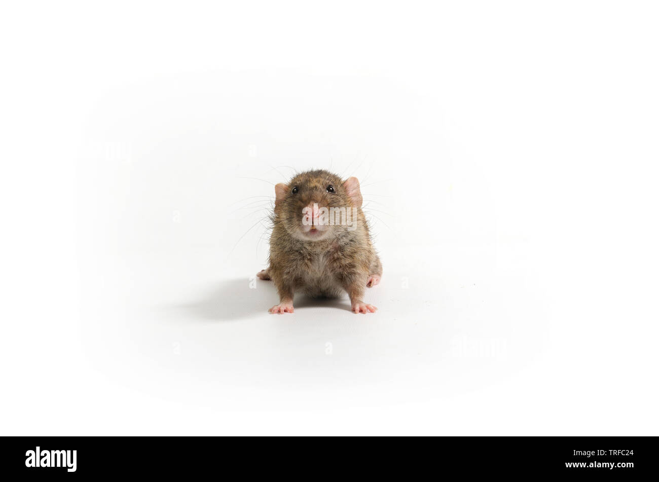 Old decorative rat on a white background Stock Photo - Alamy