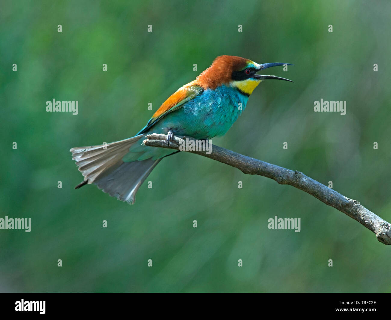 Bee eater merops apiaster adult hi-res stock photography and images - Alamy