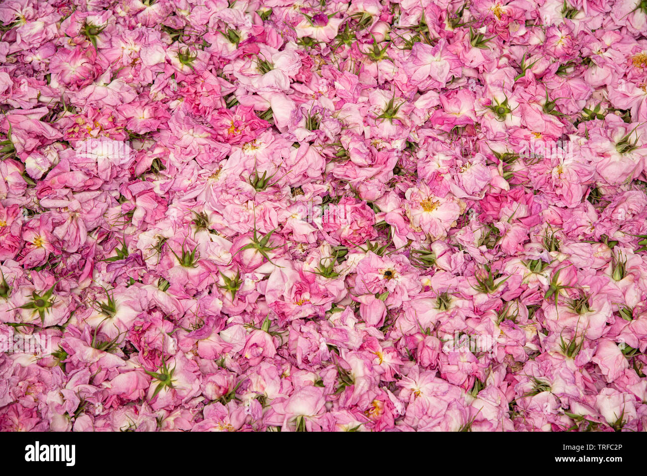 Beautiful flower backgrounds hi-res stock photography and images - Alamy