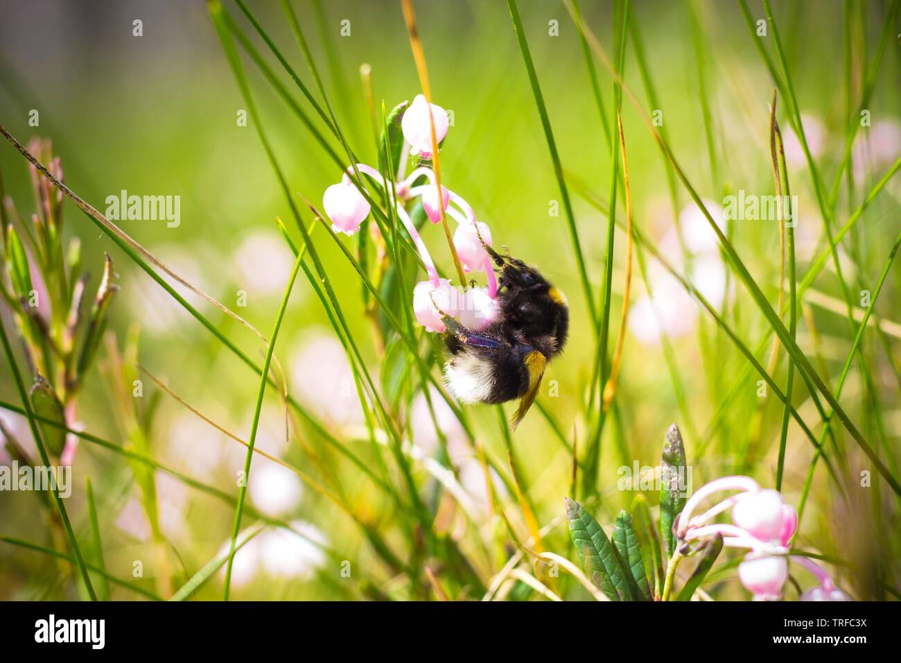 Large bumblebee flies from flower hi-res stock photography and images ...
