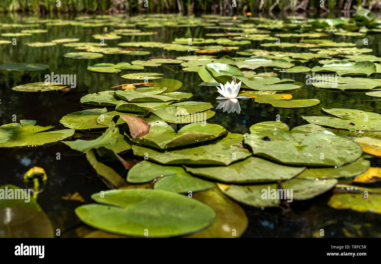 Acarlar longozu lotus flower Karasu,Sakarya,Turkey Stock Photo - Alamy