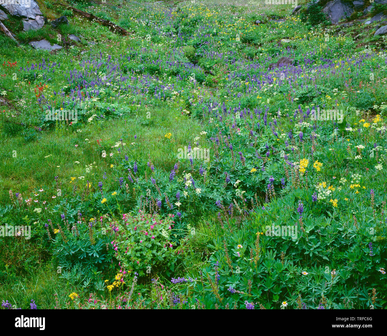 USA, Washington, southern Cascade Mountains, Lush growth of summer ...