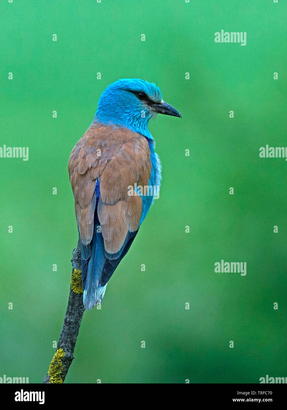 Roller birds hi-res stock photography and images - Alamy