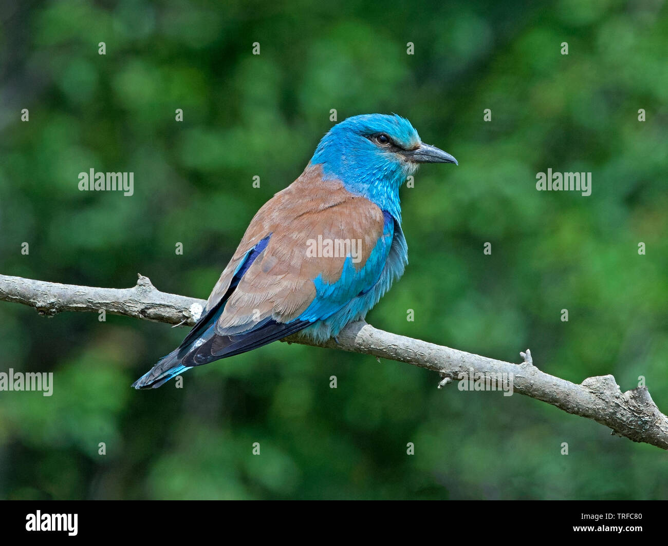 Roller birds hi-res stock photography and images - Alamy