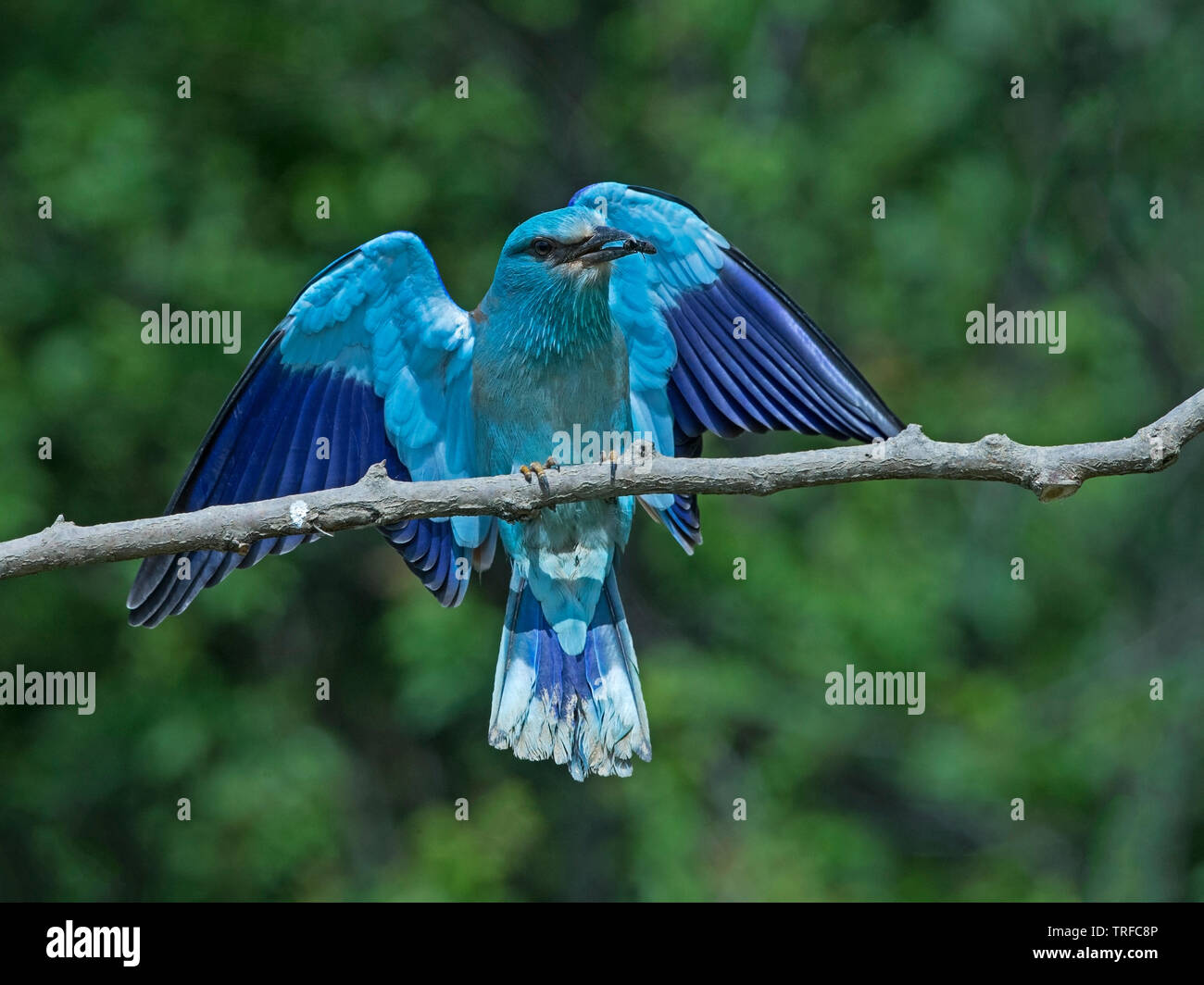 European roller with insect in beak landing Stock Photo - Alamy