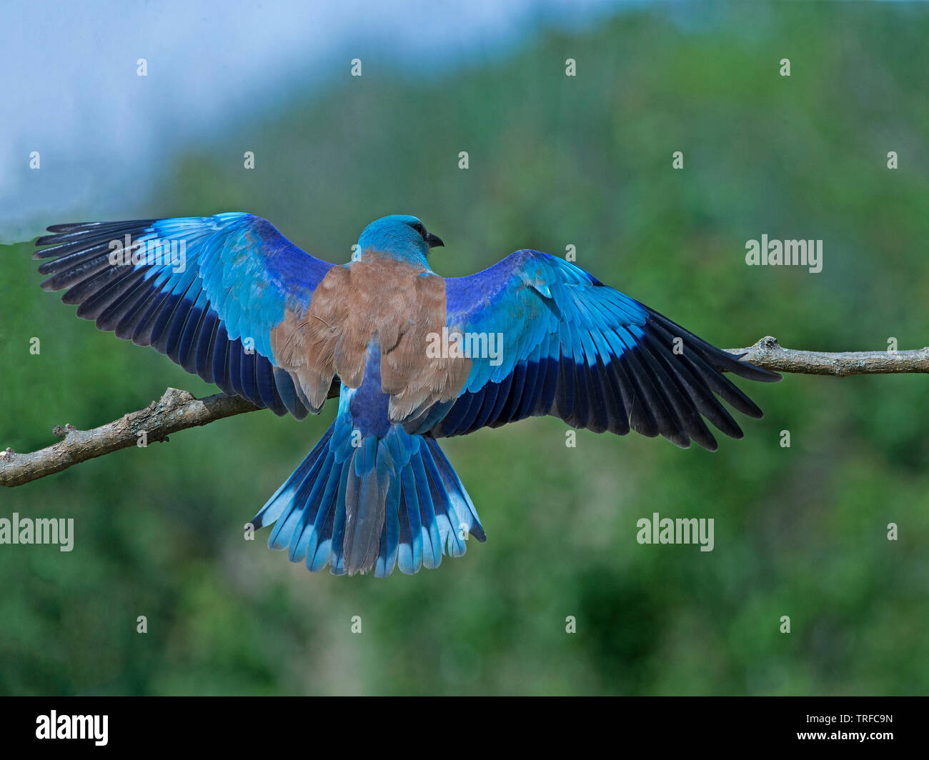 Roller birds hi-res stock photography and images - Alamy
