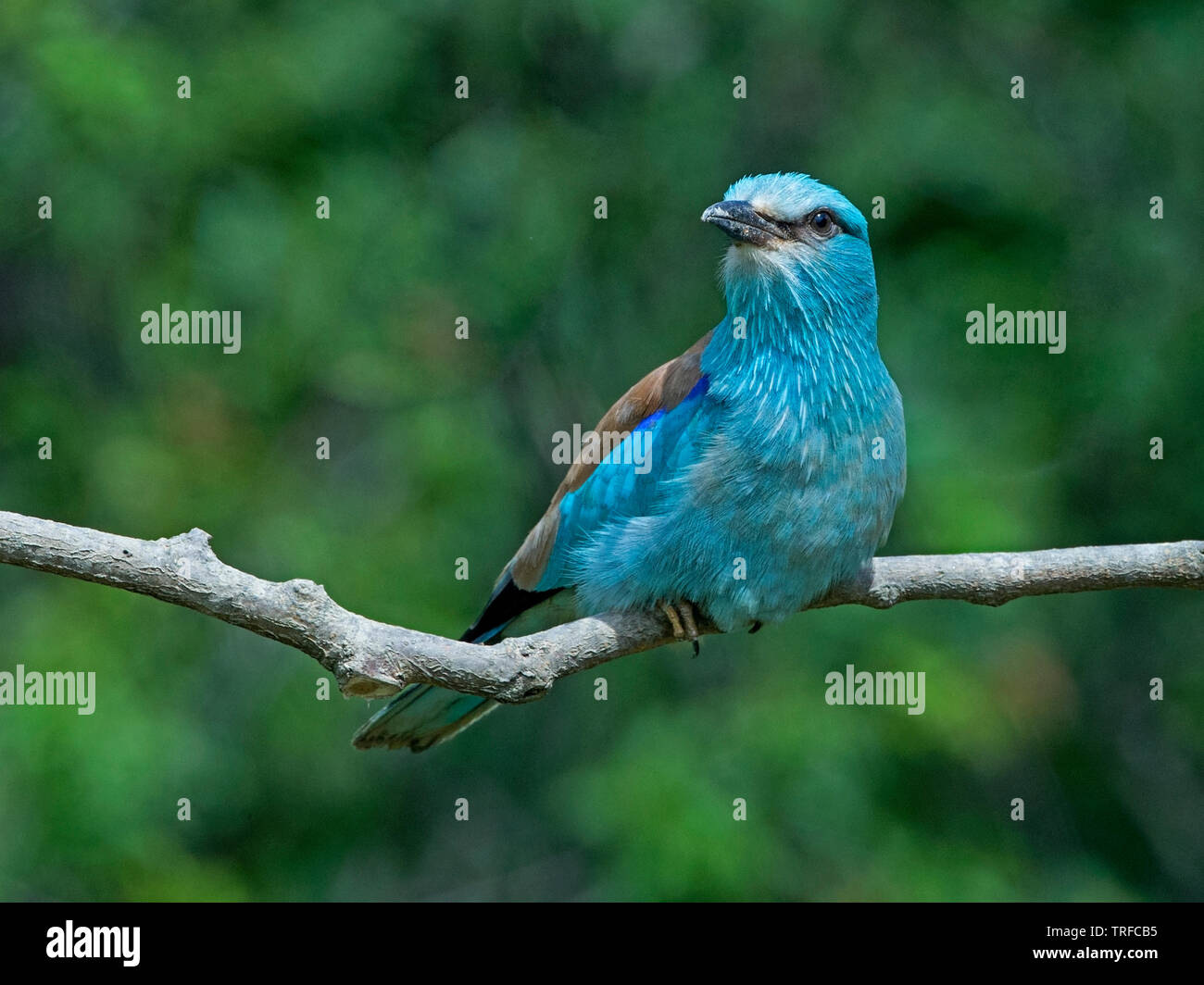 European roller perched Stock Photo - Alamy