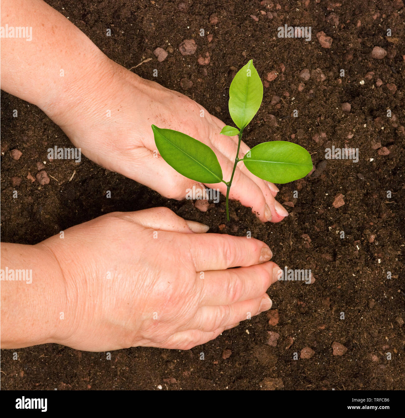 Citrus Seedling High Resolution Stock Photography and Images - Alamy