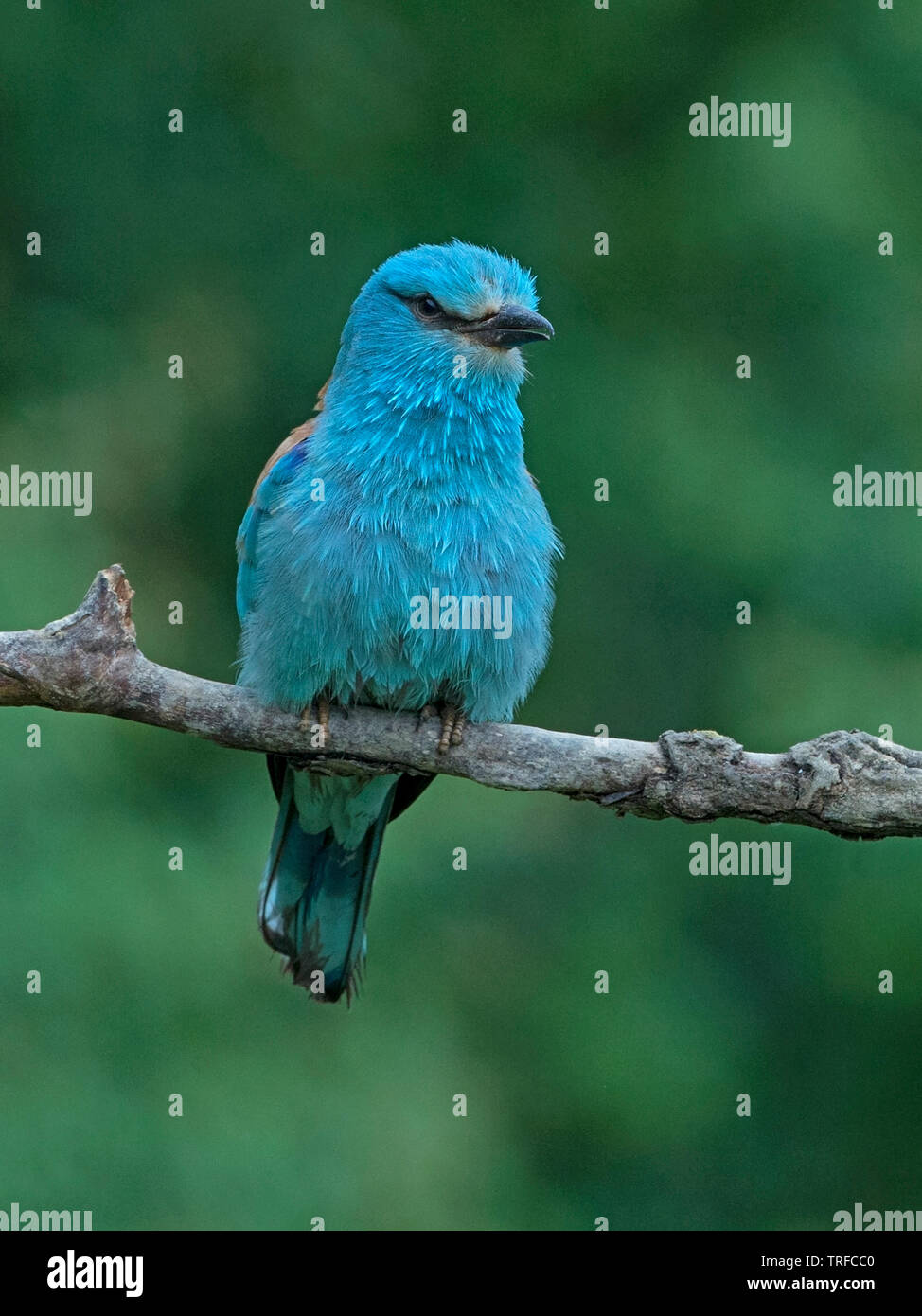 Roller birds hi-res stock photography and images - Alamy