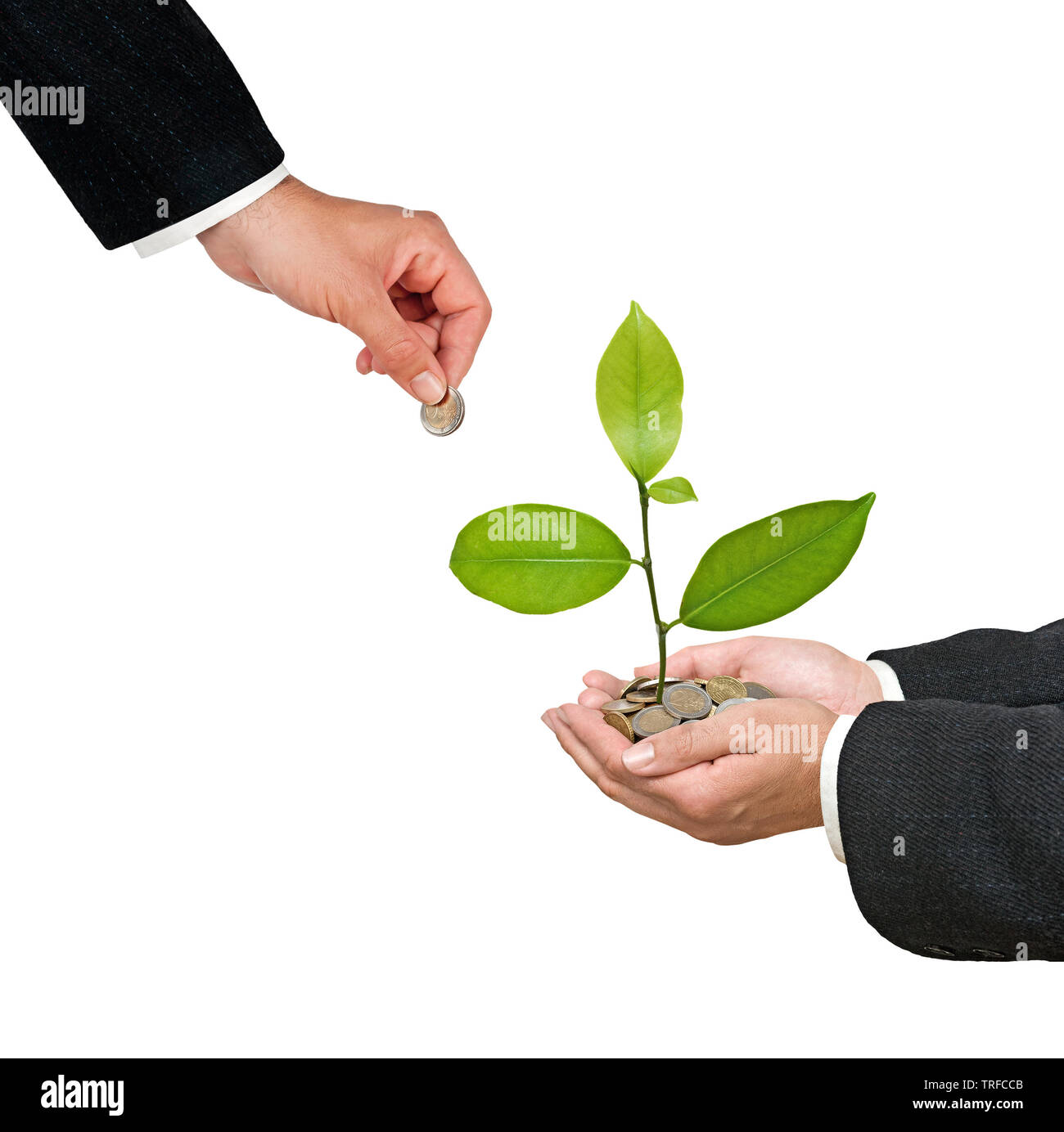 Tree growing from pile of coins Stock Photo - Alamy