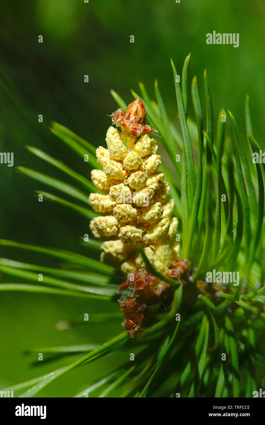 Young pine cone hi-res stock photography and images - Alamy
