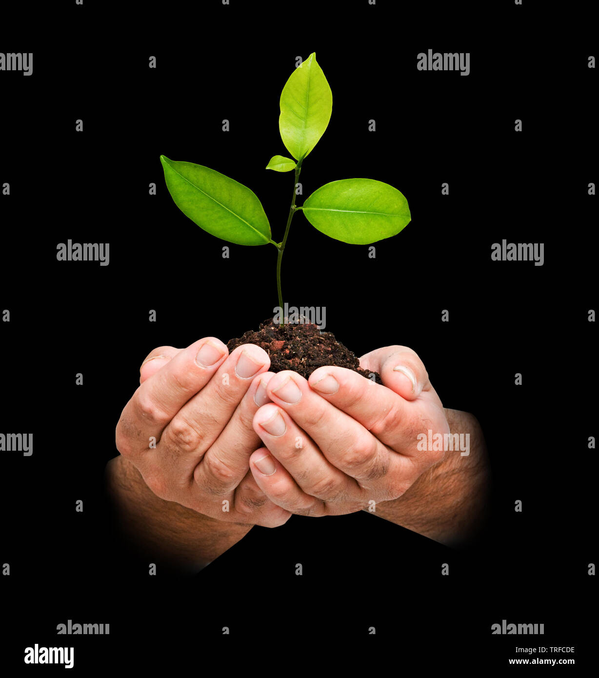 Orange citrus sprout soil hi-res stock photography and images - Alamy