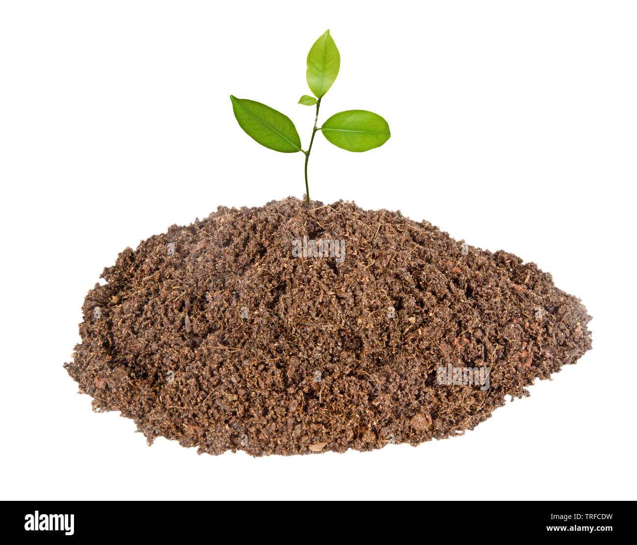 Orange sapling Cut Out Stock Images & Pictures - Alamy