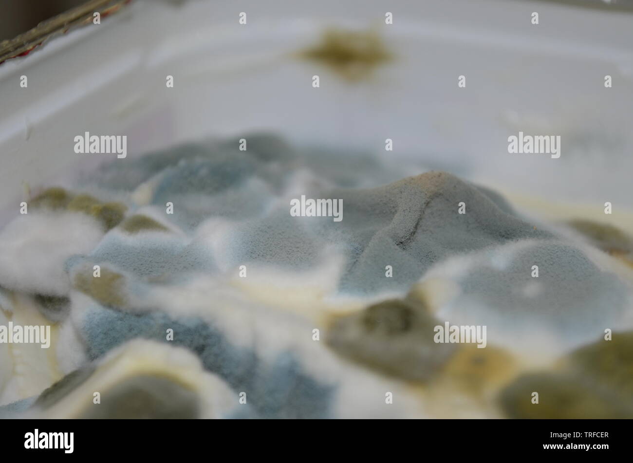 Rotten cheese hi-res stock photography and images - Alamy