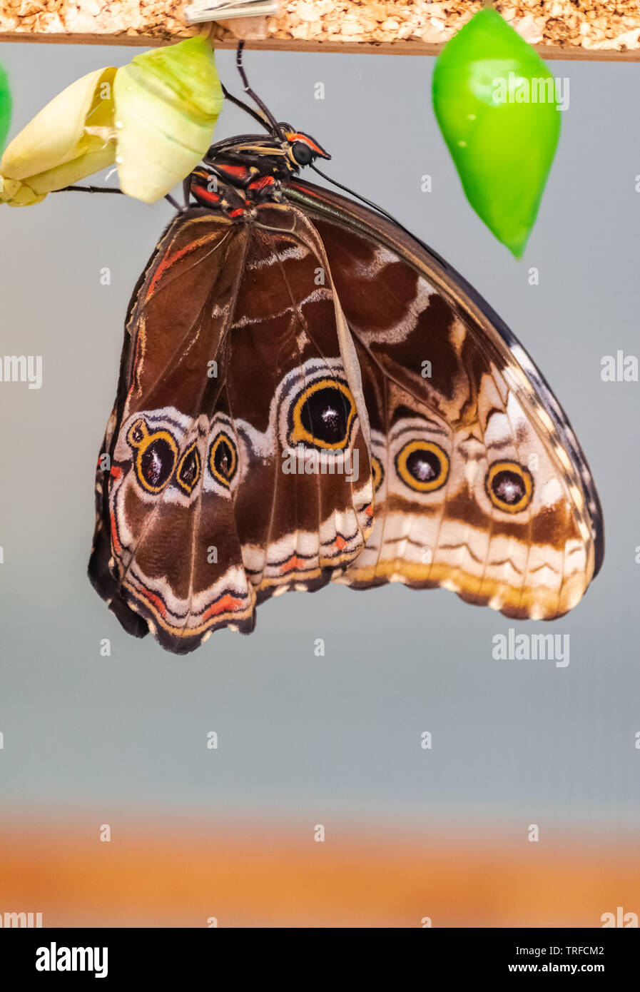 Morpho peleides butterfly, hatching from chrysalis Stock Photo - Alamy