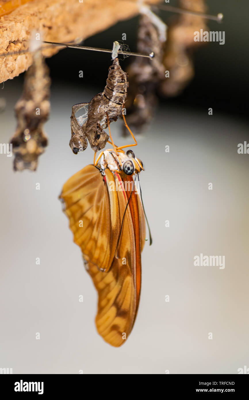 Butterfly Hatching Stock Photos & Butterfly Hatching Stock Images - Alamy