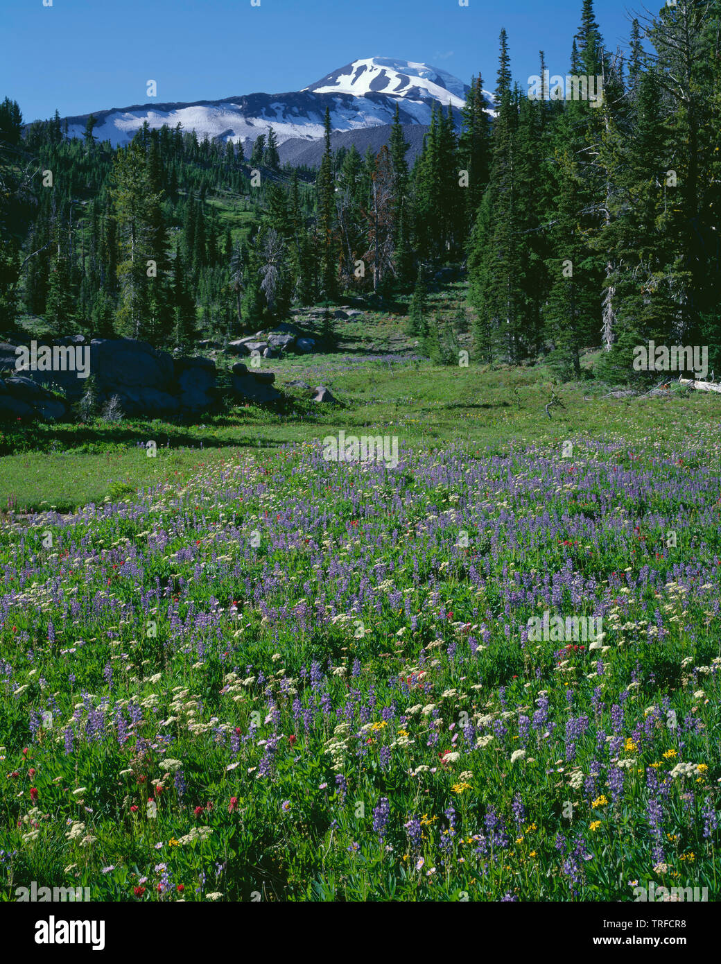 USA, Washington, southern Cascade Mountains, Lush growth of summer ...