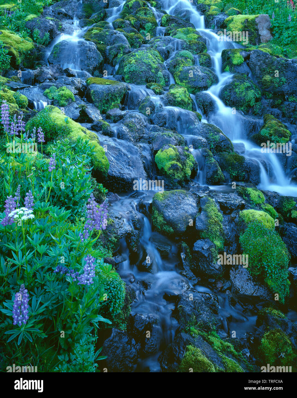USA; Washington; southern Cascade Mountains: Mossy stream and ...