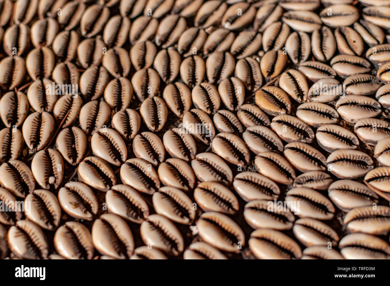 Seashell shelf hi-res stock photography and images - Alamy