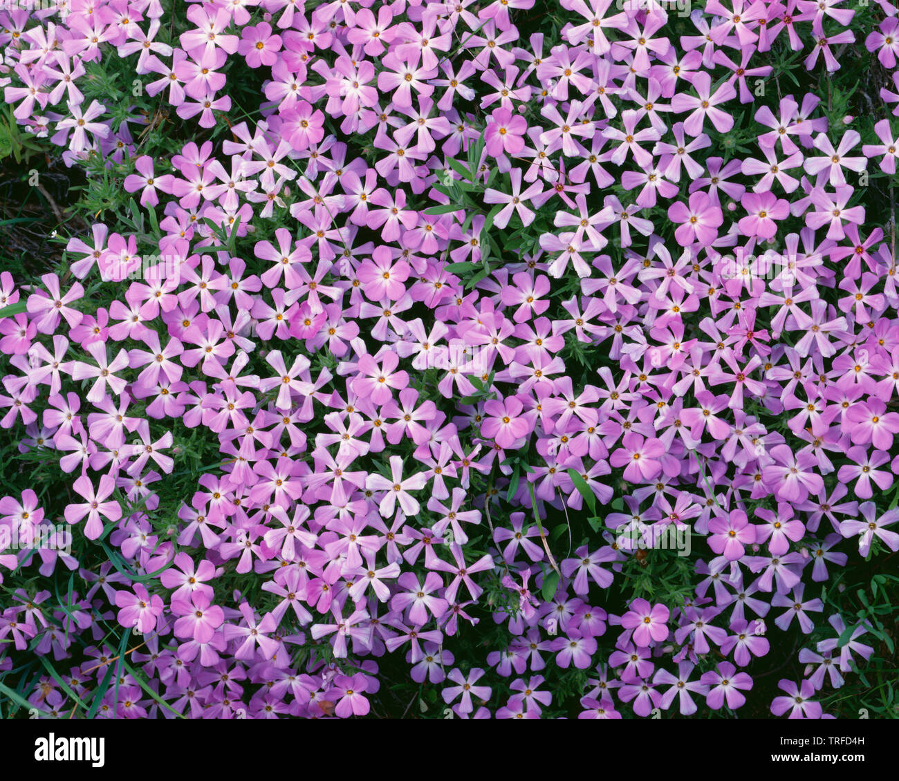 USA, Washington, Gifford Pinchot National Forest, Spreading phlox ...