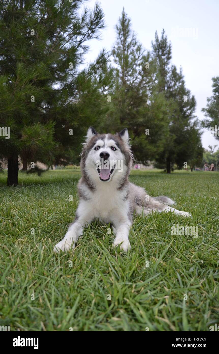 Husky Laughing