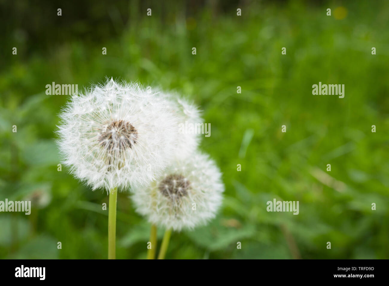 End of spring hi-res stock photography and images - Alamy