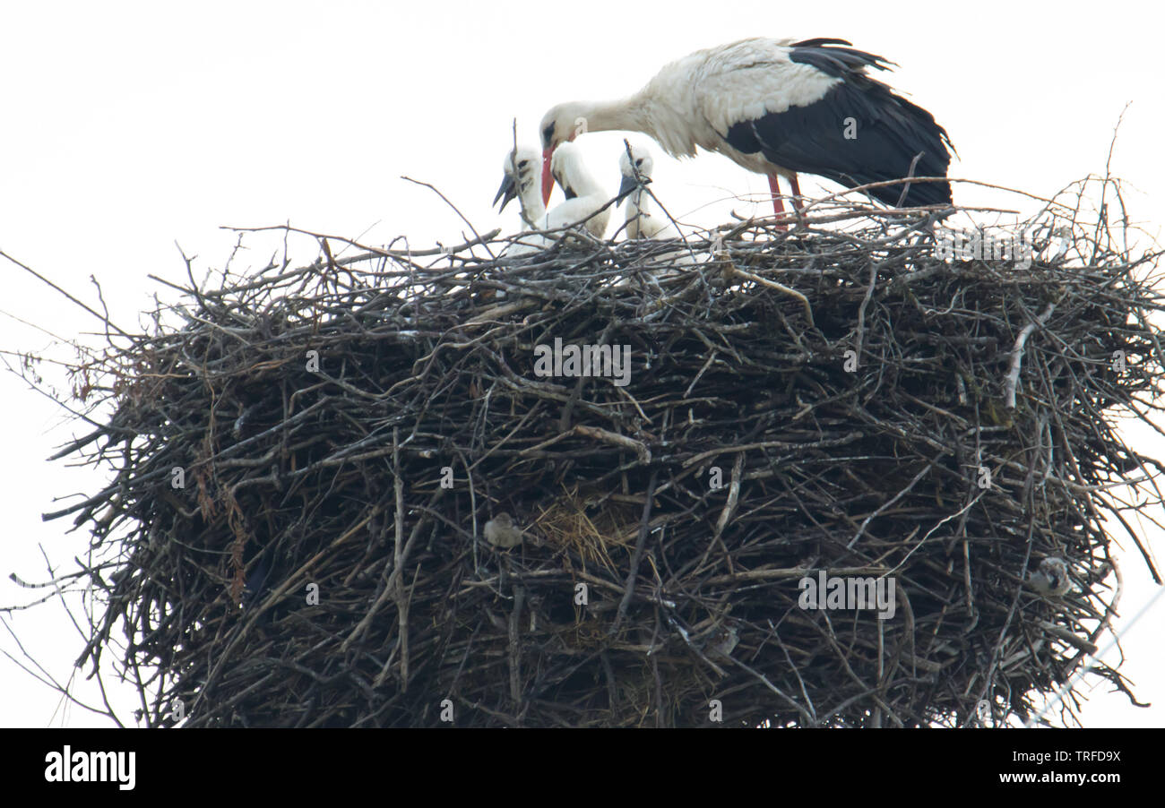 Mother stork in nest with 3 young baby bird storks Stock Photo - Alamy
