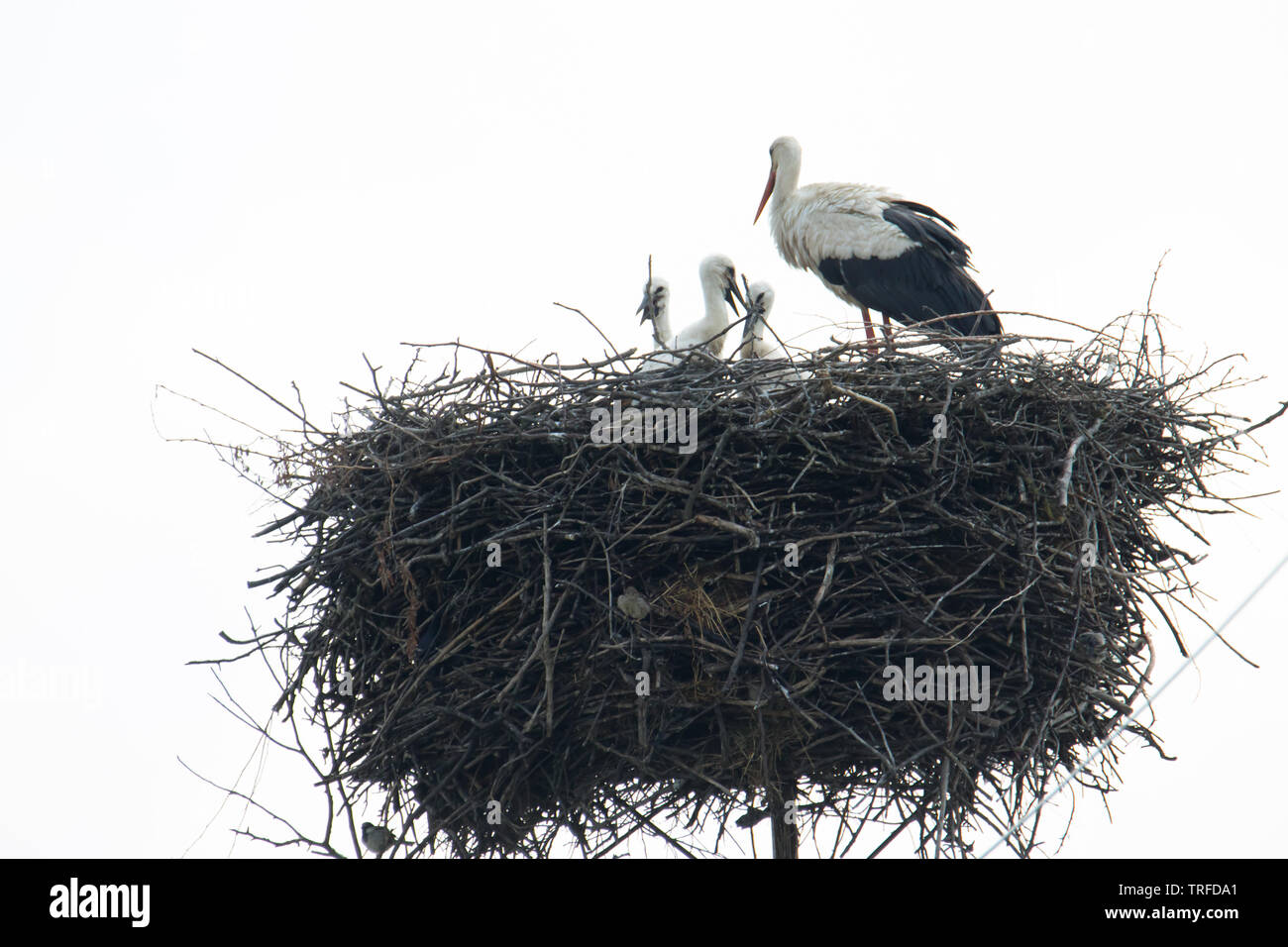Mother stork in nest with 3 young baby bird storks Stock Photo - Alamy