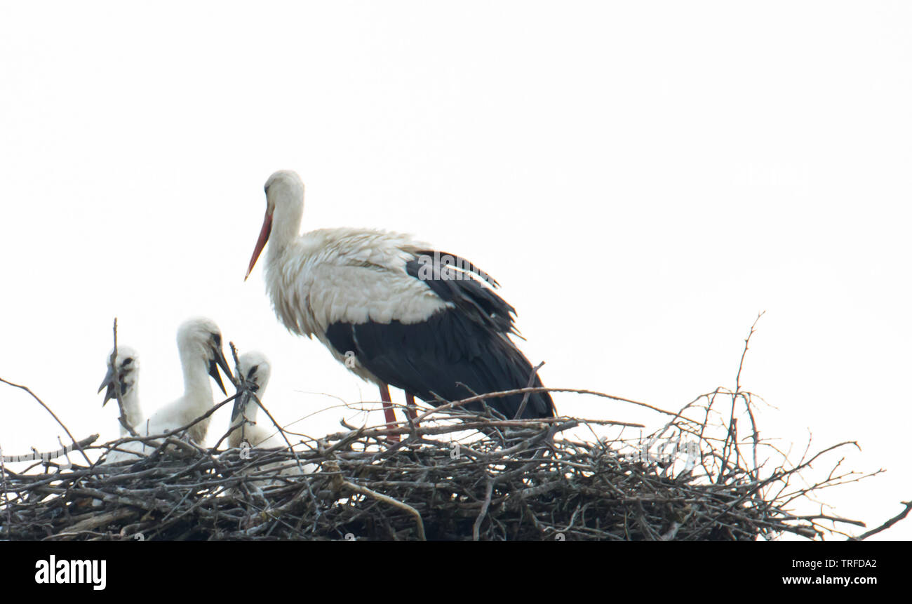 Mother stork in nest with 3 young baby bird storks Stock Photo - Alamy