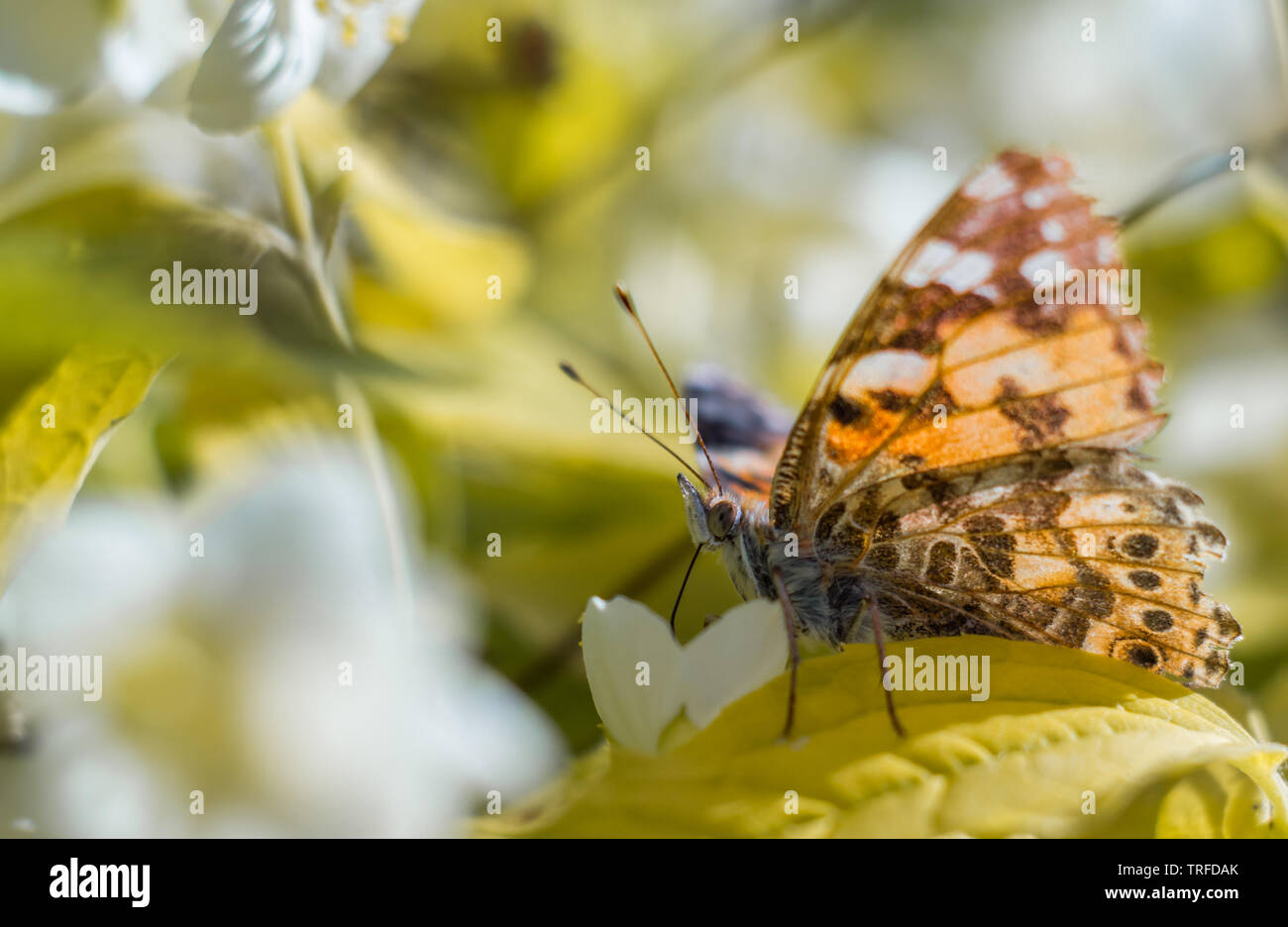 Jasmine shrub hi-res stock photography and images - Alamy